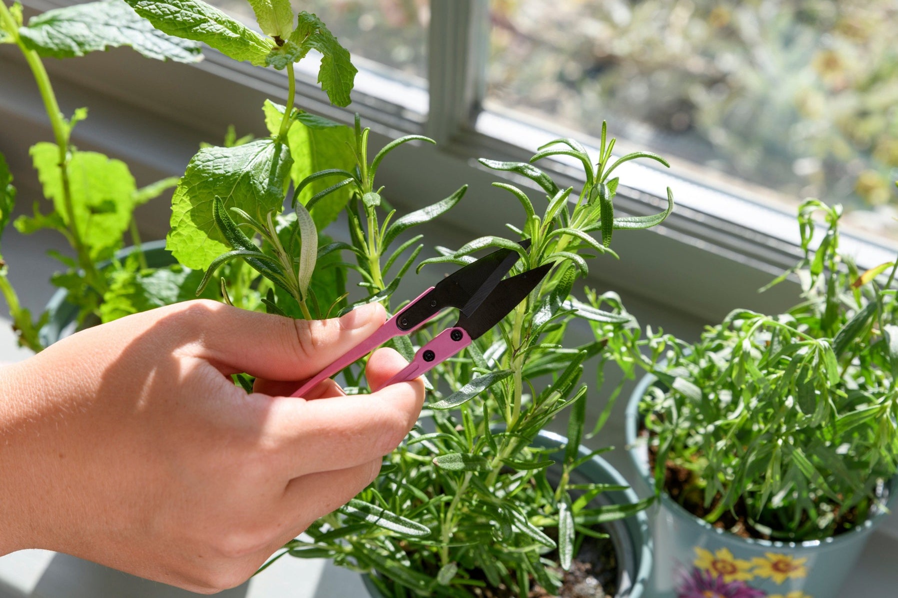 Burgon & Ball Asteraceae Herb Harvest Tool Set - Gift Boxed — Gardening ...