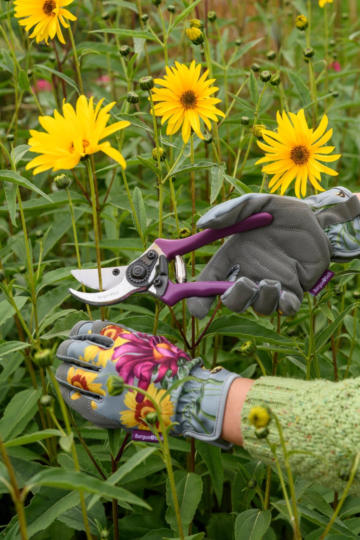 Burgon & Ball Asteraceae Secateurs - Gift Boxed — Gardening Gifts Co.