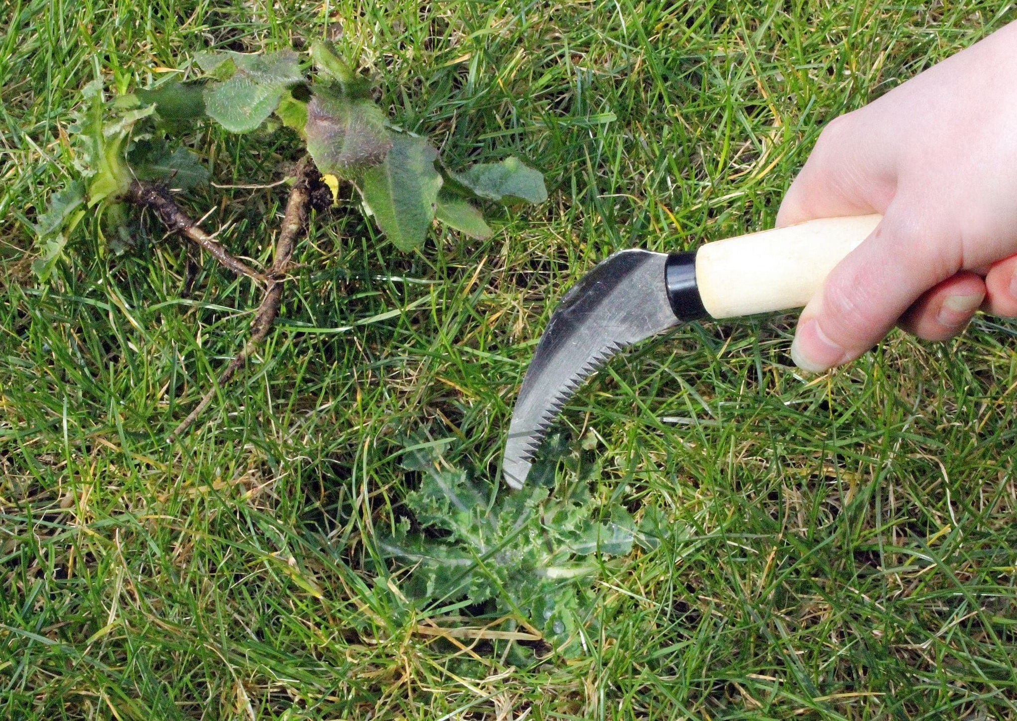 Burgon & Ball Lawn Weeding Knife - Tough Tools — Gardening Gifts Co.