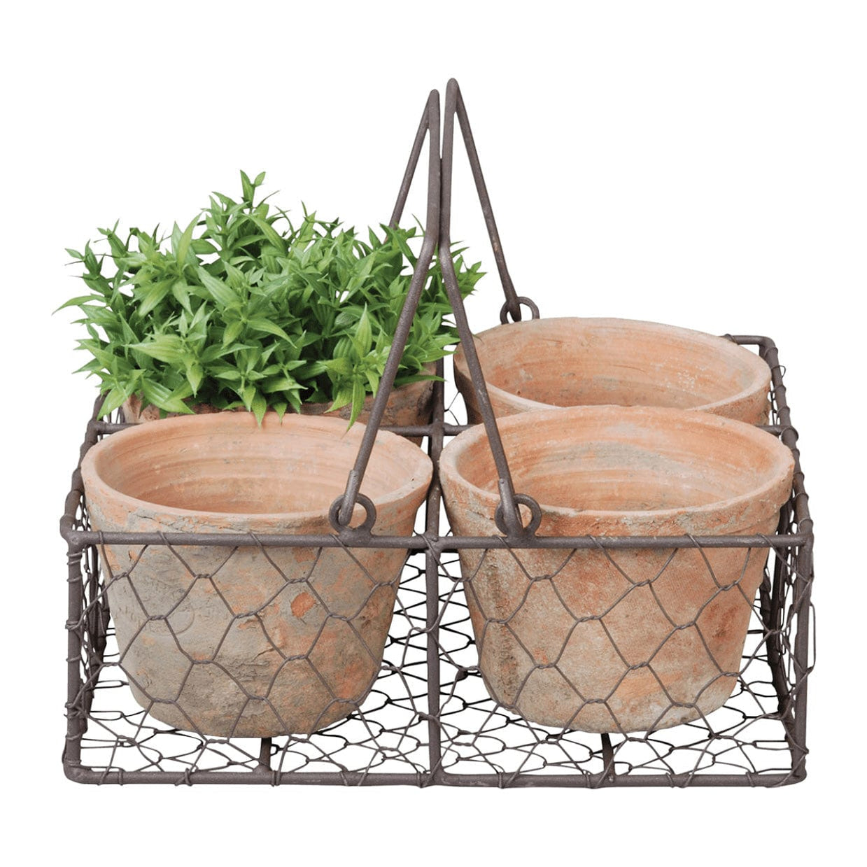 Aged Terracotta Pots in Wire Basket (Four Pots) — Gardening Gifts Co.