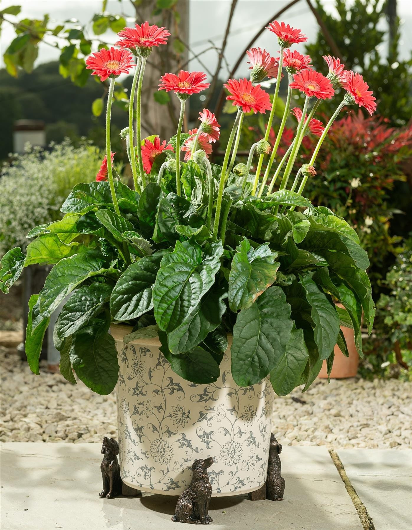 Plant Pot Feet - Bronze Springer Spaniel - Jardinopia — Gardening Gifts Co.