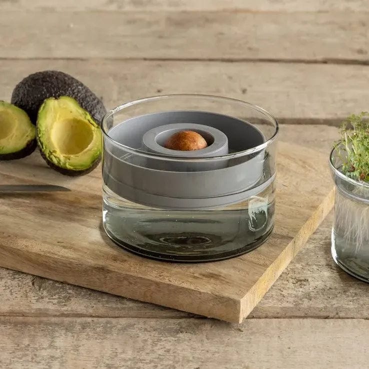 Avocado Growing Kit - Grow Avocado from Seed — Gardening Gifts Co.